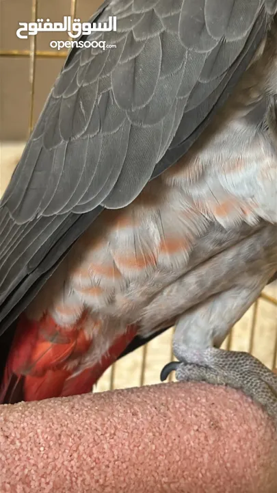 كاسكو طفره بسعر مميز : ببغاء : جدة الصفا (275377089)