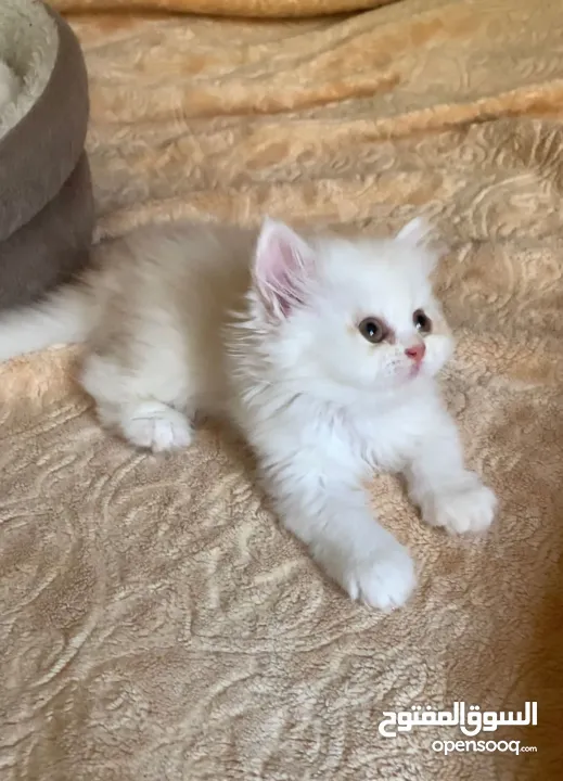 قطط ذكور و انثى شيرازي الوان جميله و مميزه العمر 43 يوم متعلمين على ...