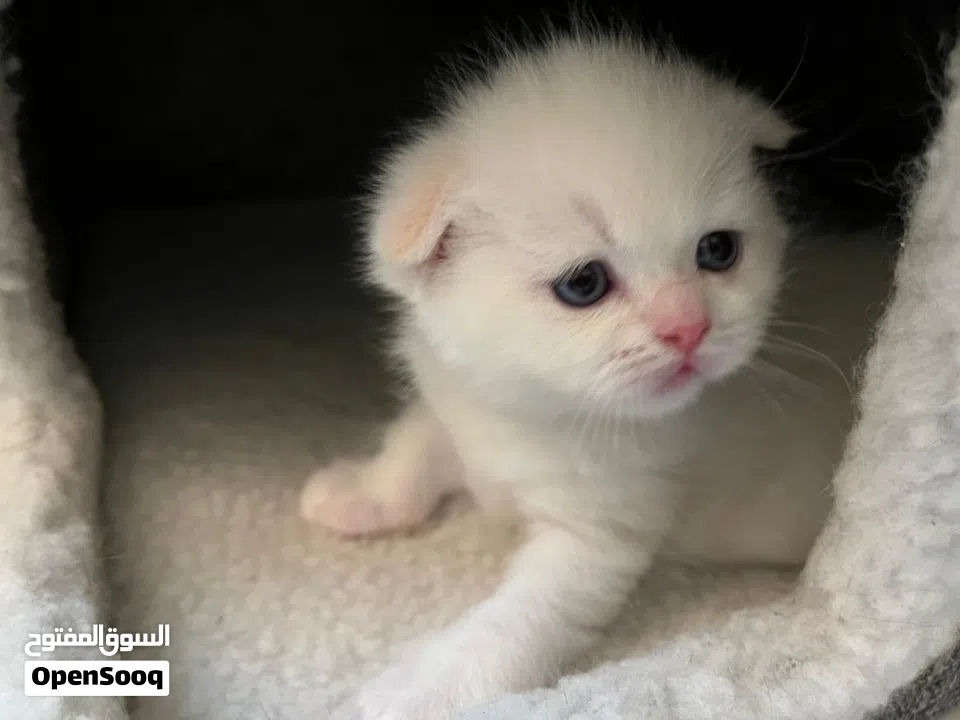 Pure Scottish Fold White Cat - for reservation - (270355495) | السوق ...