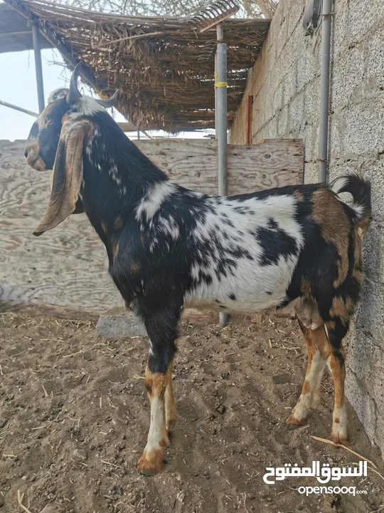 تيس فحل باكستاني : غنم : الباطنة المصنعة (258886959)