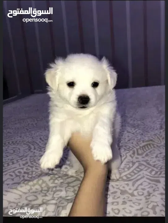 Pure mini griffon for sale - (267117715) | السوق المفتوح