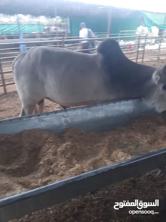 cows for sale : أبقار : الباطنة بركاء (274530735)