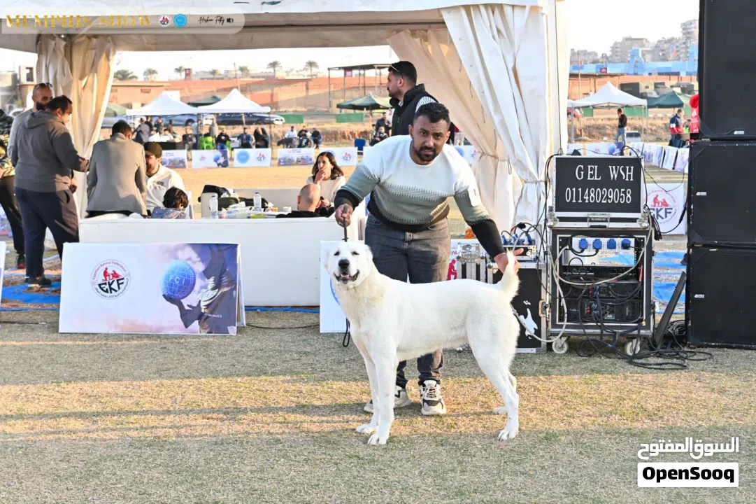 Central Asia shepherd dog /Albay - (252035185) | السوق المفتوح