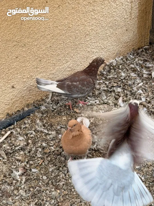 حمام الحبه 2ريال والعدد 6حبات - (274558877) | السوق المفتوح