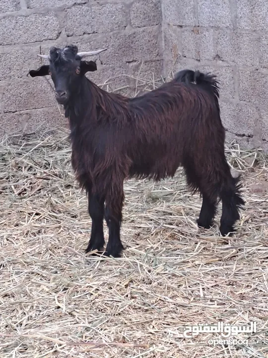 تيس فحل اسود كامل جبالي سمين فول بغيت تذبح ان تربي ممتاز - (226574748 ...