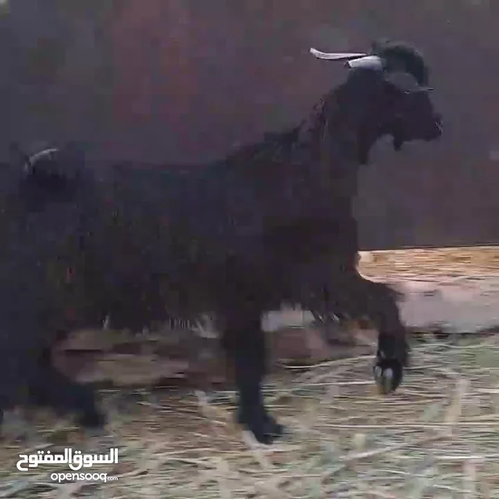 تيس فحل اسود كامل جبالي سمين فول بغيت تذبح ان تربي ممتاز - (226574748 ...