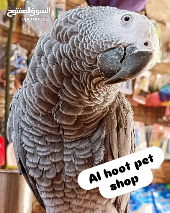 فرخ كاسكو تأكيل يدوي وفراخ دره ازرق اصفر انتاج الاردن اقرا الوصف ...