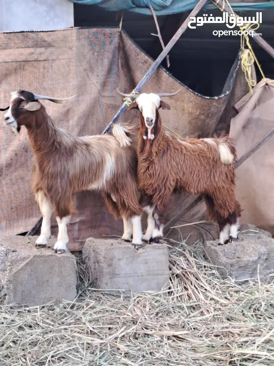 تيس فحل اسود كامل جبالي سمين فول بغيت تذبح ان تربي ممتاز - (226574748 ...