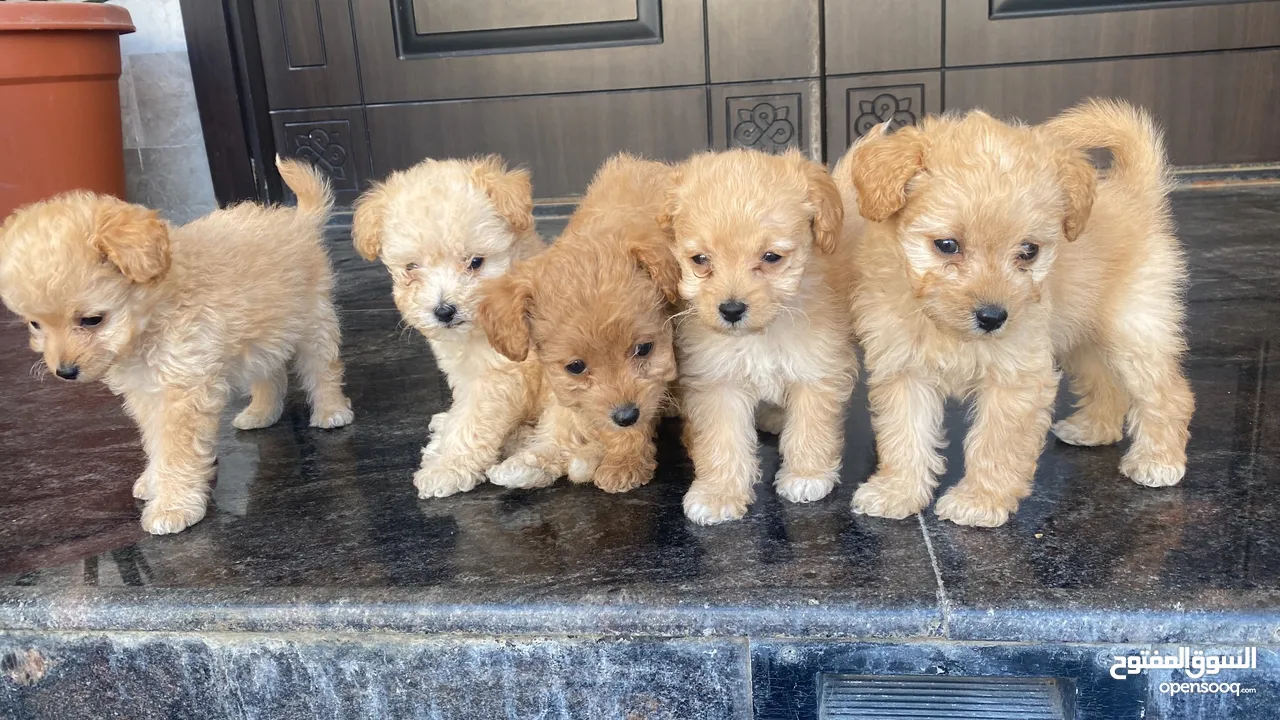 Toy poodle puppies for sale - (261742977) | السوق المفتوح