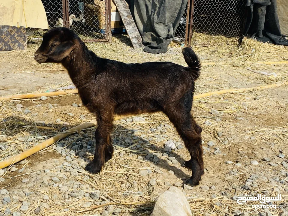 سخل عماني اصل يأكل : غنم : الظاهرة عبري (237051022)