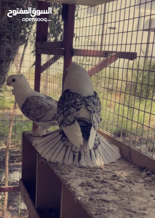 حمام حب رمان بيور منتجات فراشه ومفصفص وبلوبار - (230097254) | السوق المفتوح