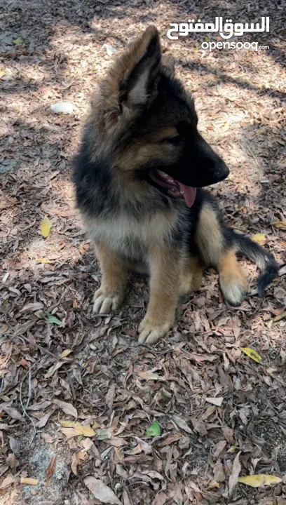 Pure German shepherd puppies - (262908991) | السوق المفتوح