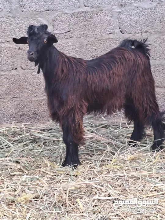 تيس فحل اسود كامل جبالي سمين فول بغيت تذبح ان تربي ممتاز - (226574748 ...