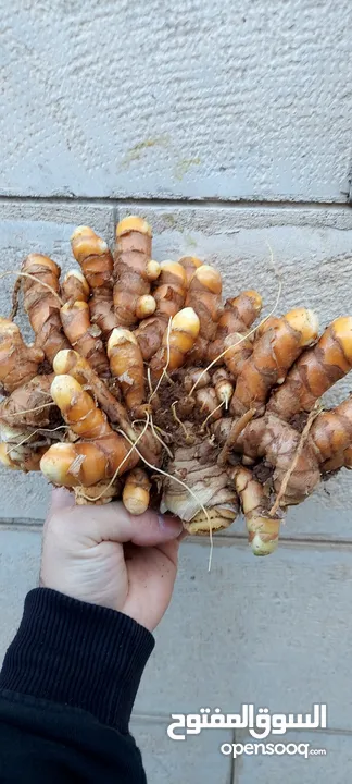 كركم عضوي طازج زراعه محلية - (237932816) | السوق المفتوح