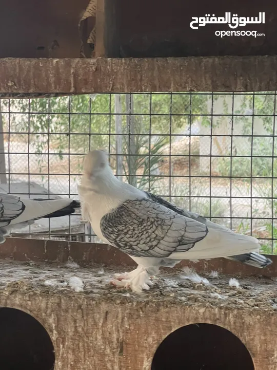 حمام حب رمان بيور منتجات فراشه ومفصفص وبلوبار - (230097254) | السوق المفتوح