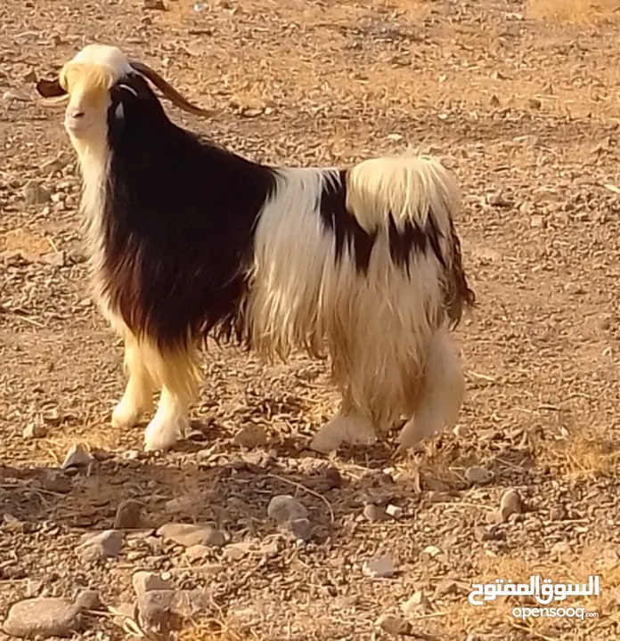 للبيع تيس فحل رحبي : غنم : الباطنة الرستاق (222824038)