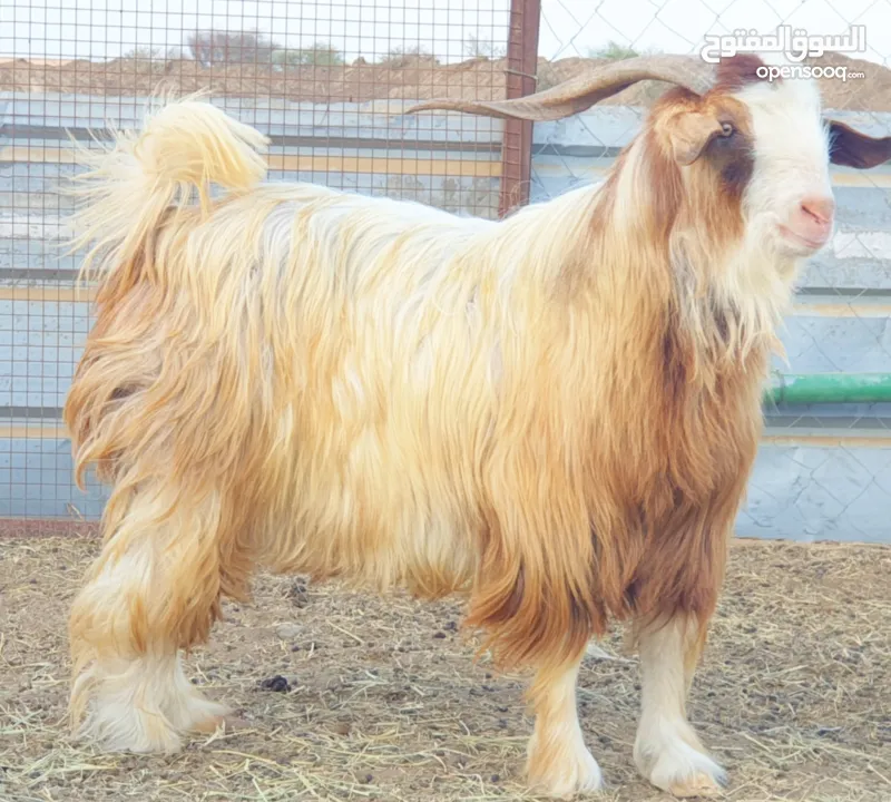 تيس فحل الأب رحبي والأم جاموديه تيس راهي جدآ وحار وماشاء الله تيس شكل ...