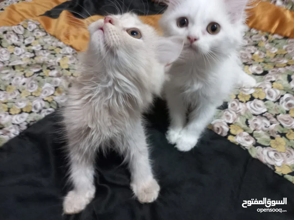 2 month old Persian Turkish mixed breed cat - (248532863) | السوق المفتوح