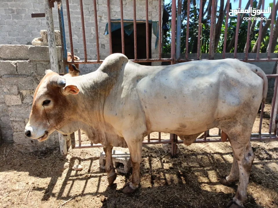 live somali cows : أبقار : ظفار صلالة (244182369)