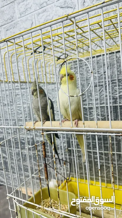 فراخ ومخاليف كوكتيل لاتيني عين حمراء وحبشي - (238806818) | السوق المفتوح