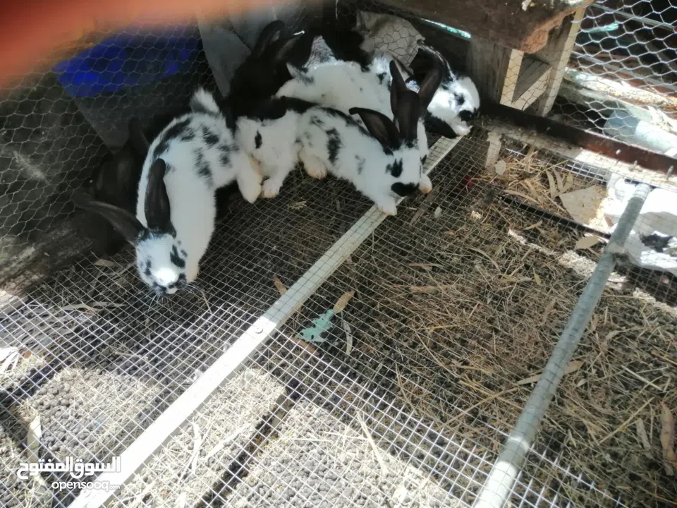 أرانب هجين بابيون ساده ورسمه صحه ونضافه عمر شهر ونص تقريبا - (216451960 ...