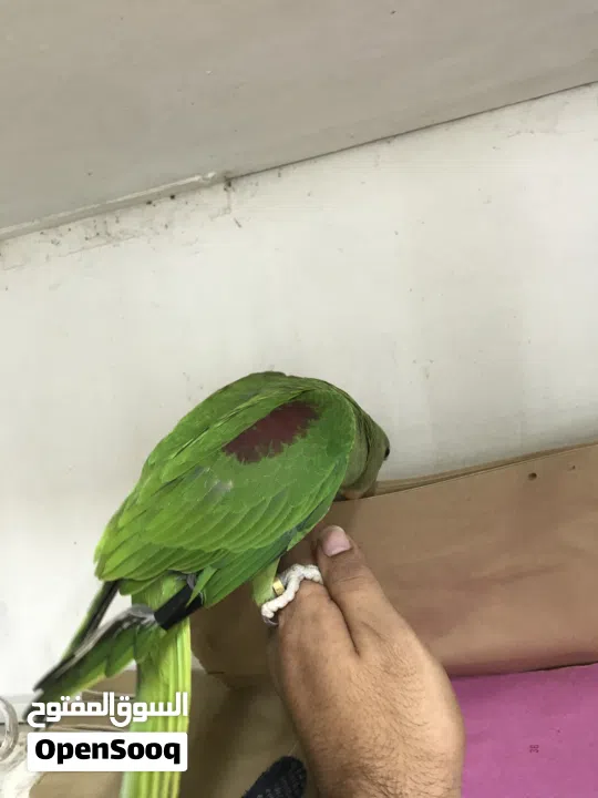 Nepali Parrot : ببغاء : الشارقة الجبيل (273235961)