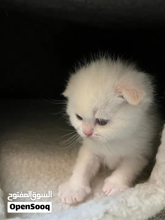 Pure Scottish Fold White Cat - for reservation - (270355495) | السوق ...