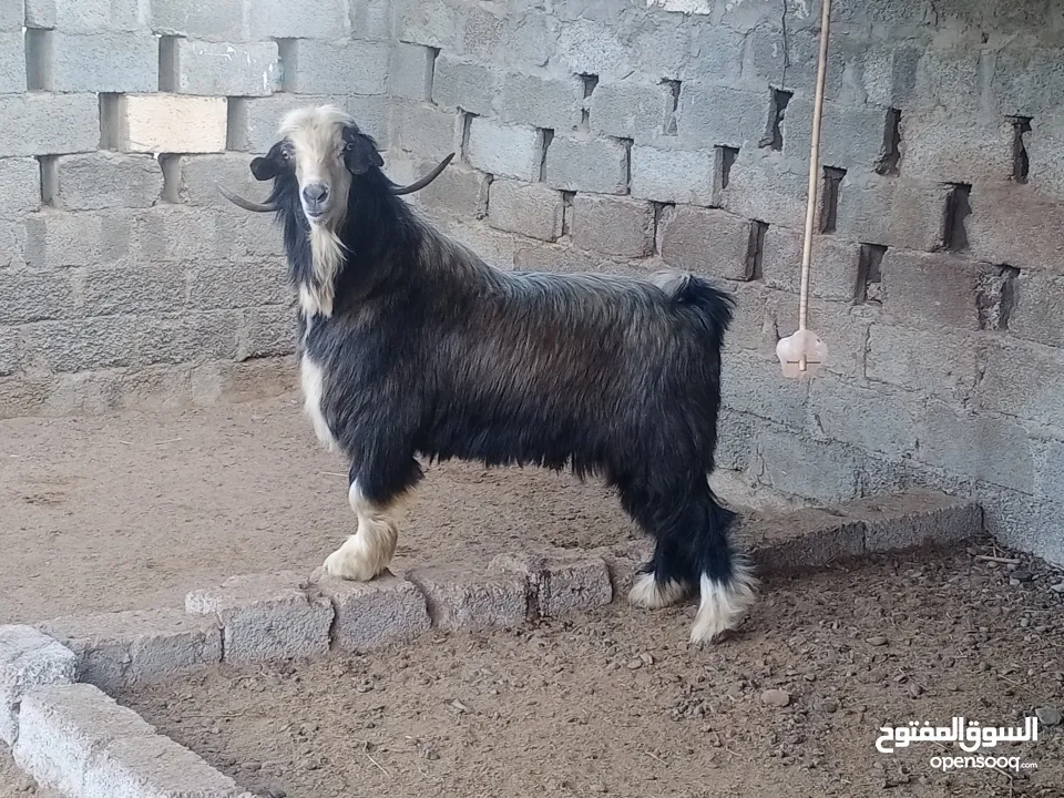 تيس فحل مد وشور وحار+شاه رحبيه +شاه باكستانيه+ بقره وعجله للبيع ...