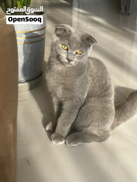 Pure scottish fold male - (272818483) | السوق المفتوح