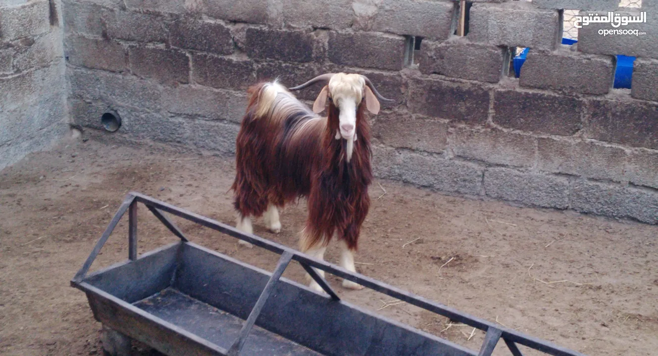 تيس سعيدي فحل مد وشور - (251925051) | السوق المفتوح