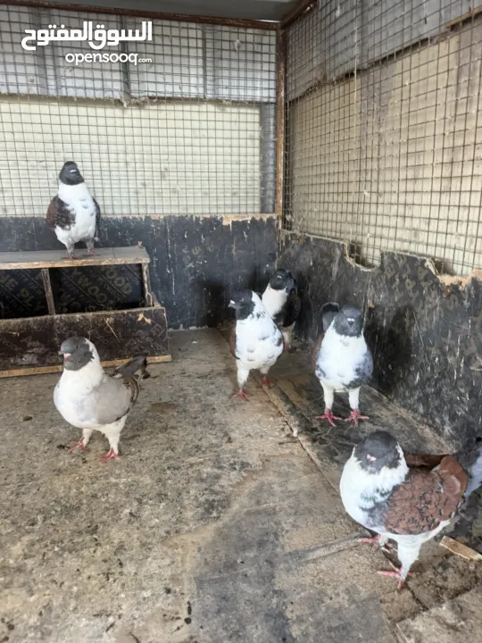 مدينه كلهن أزواج : حمام : الباطنة المصنعة (274556215)