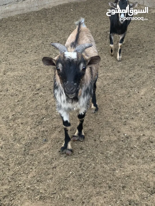 عناق و جدي كردي : ماعز : طرابلس جنزور (255569687)