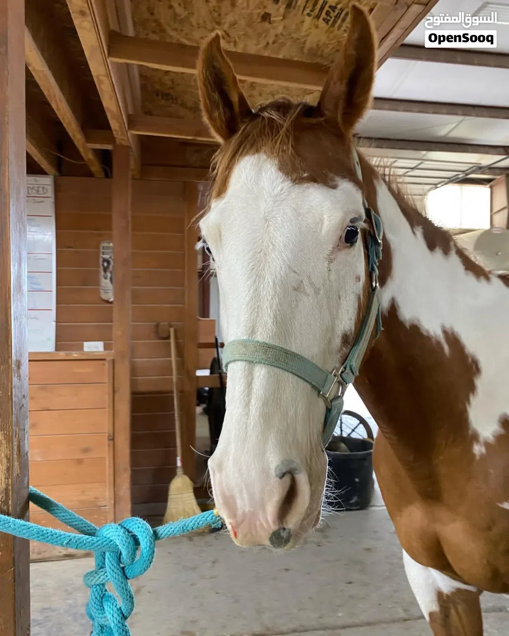 Adorable Horses Available in UAE Dubai - (276316175) | OpenSooq