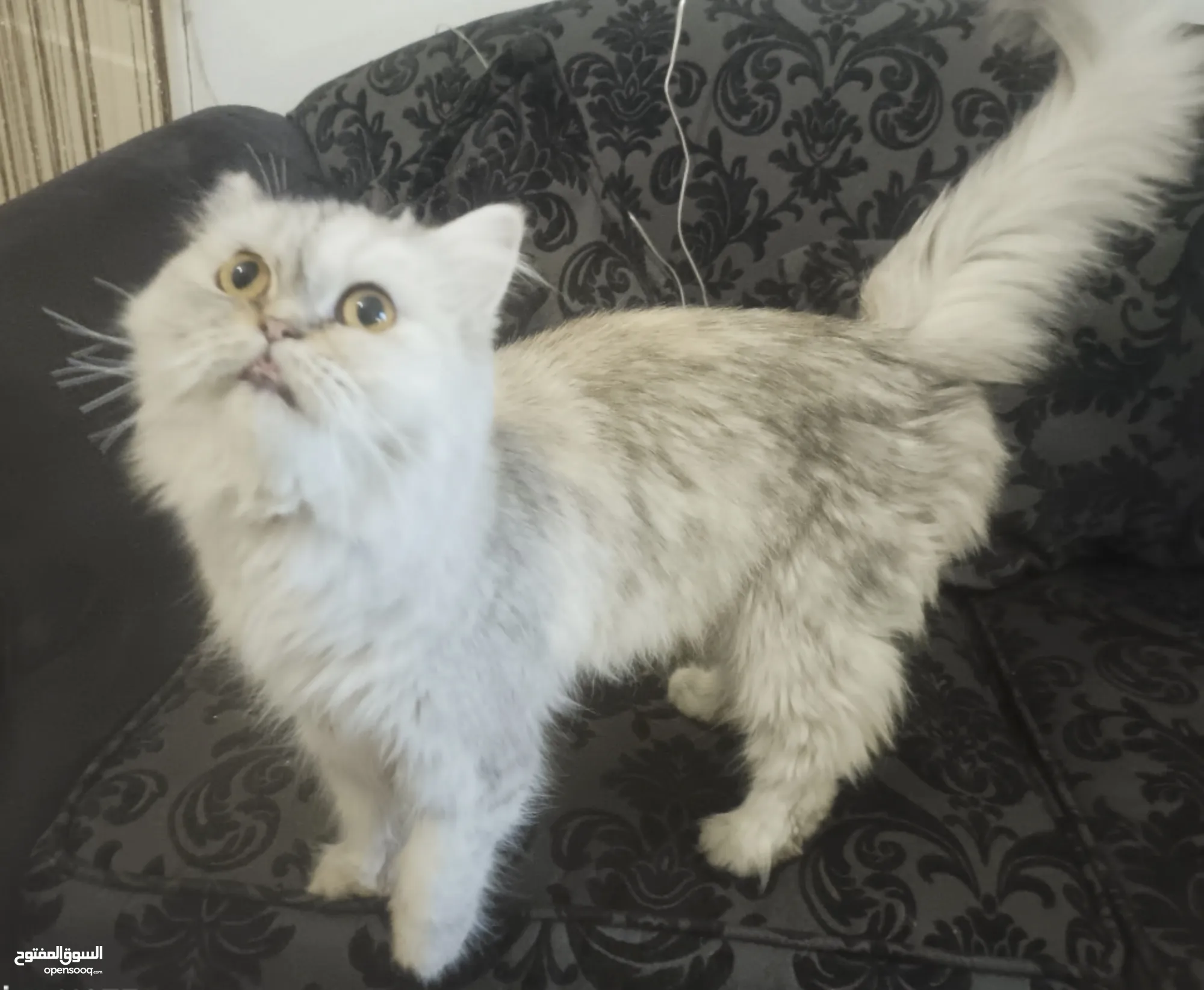 قطه هملايا بيور وجه افطس عيون بني ذيل سميك و راس عريض اطراف قصيره قط ...