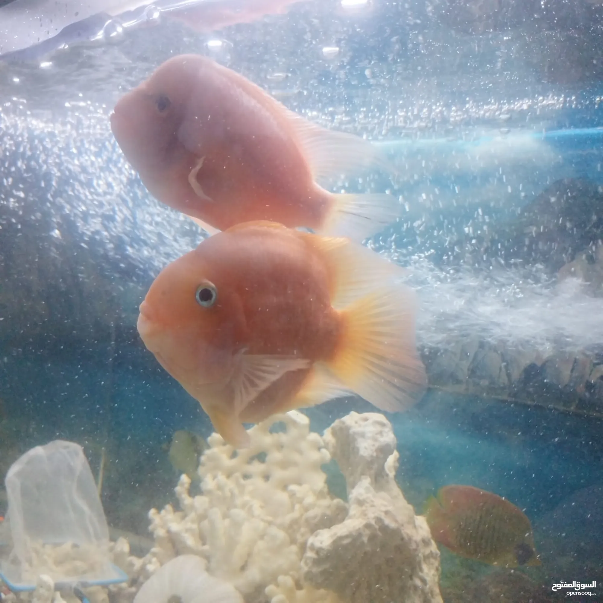 سمك للبيع للإستفسار - (252493221) | السوق المفتوح