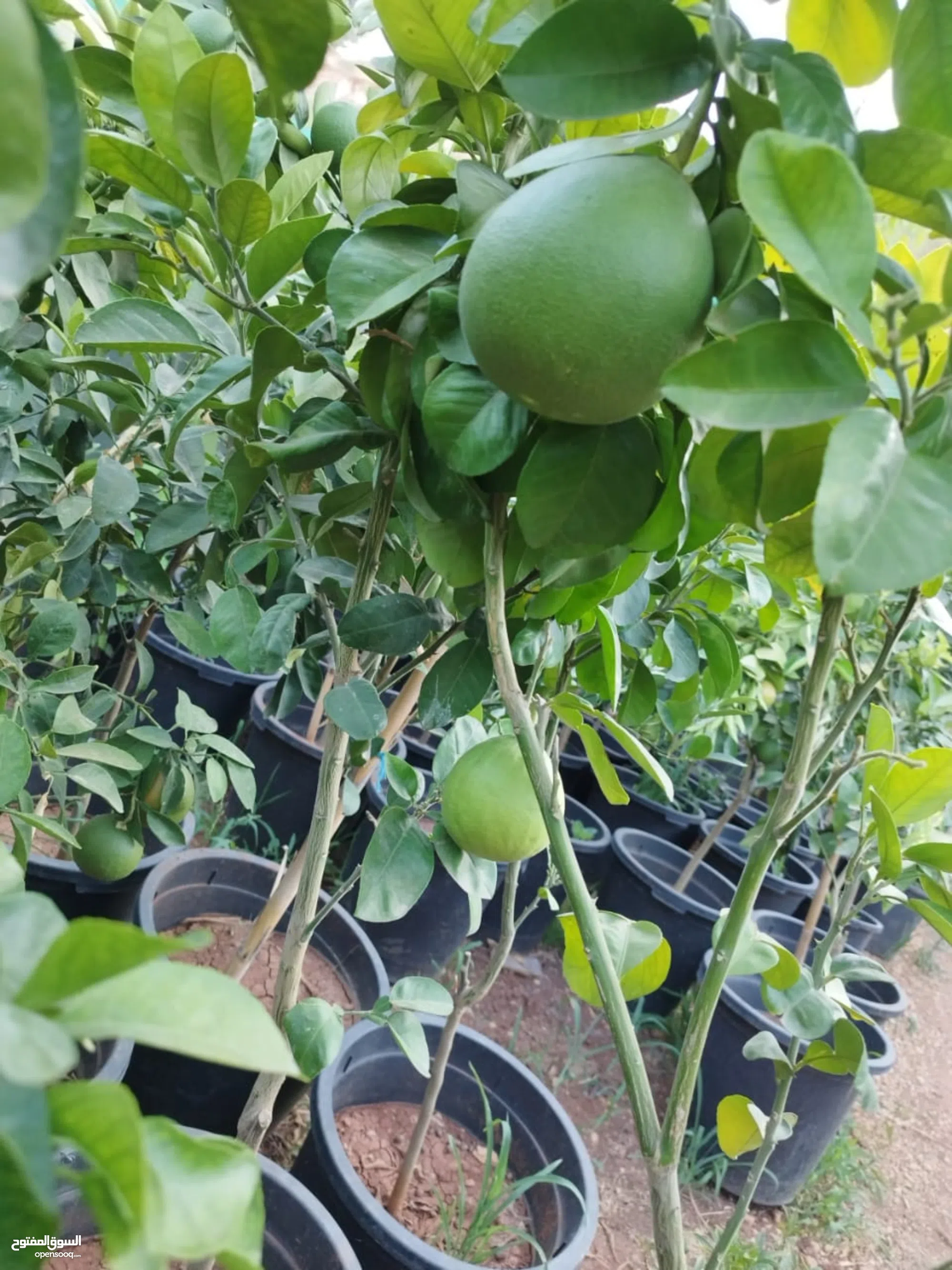 جميع أصناف الفواكة والحمضيات والزيتون ( بلدي ومستورد ) - (260660225 ...