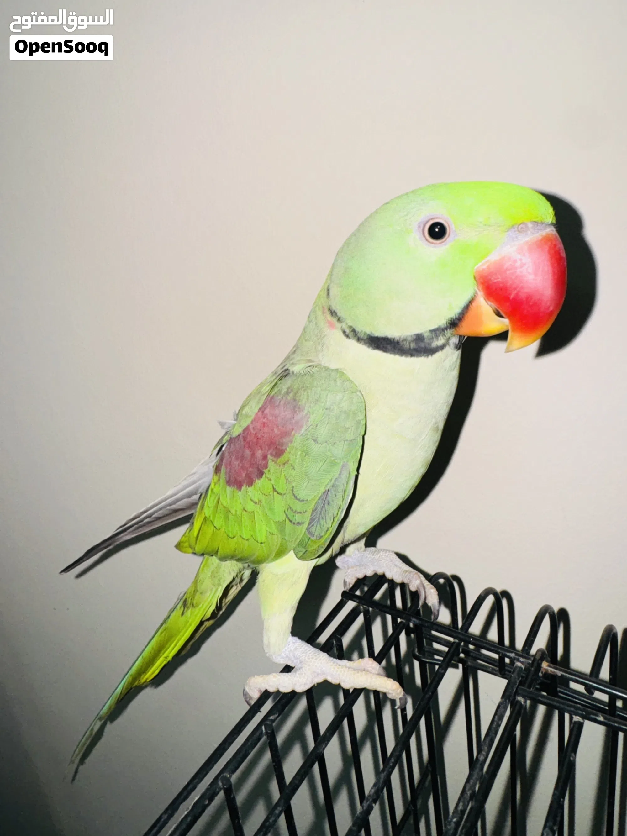 Alaxander parrot . Nepali parrot. Raw parrot - (250511921) | السوق المفتوح