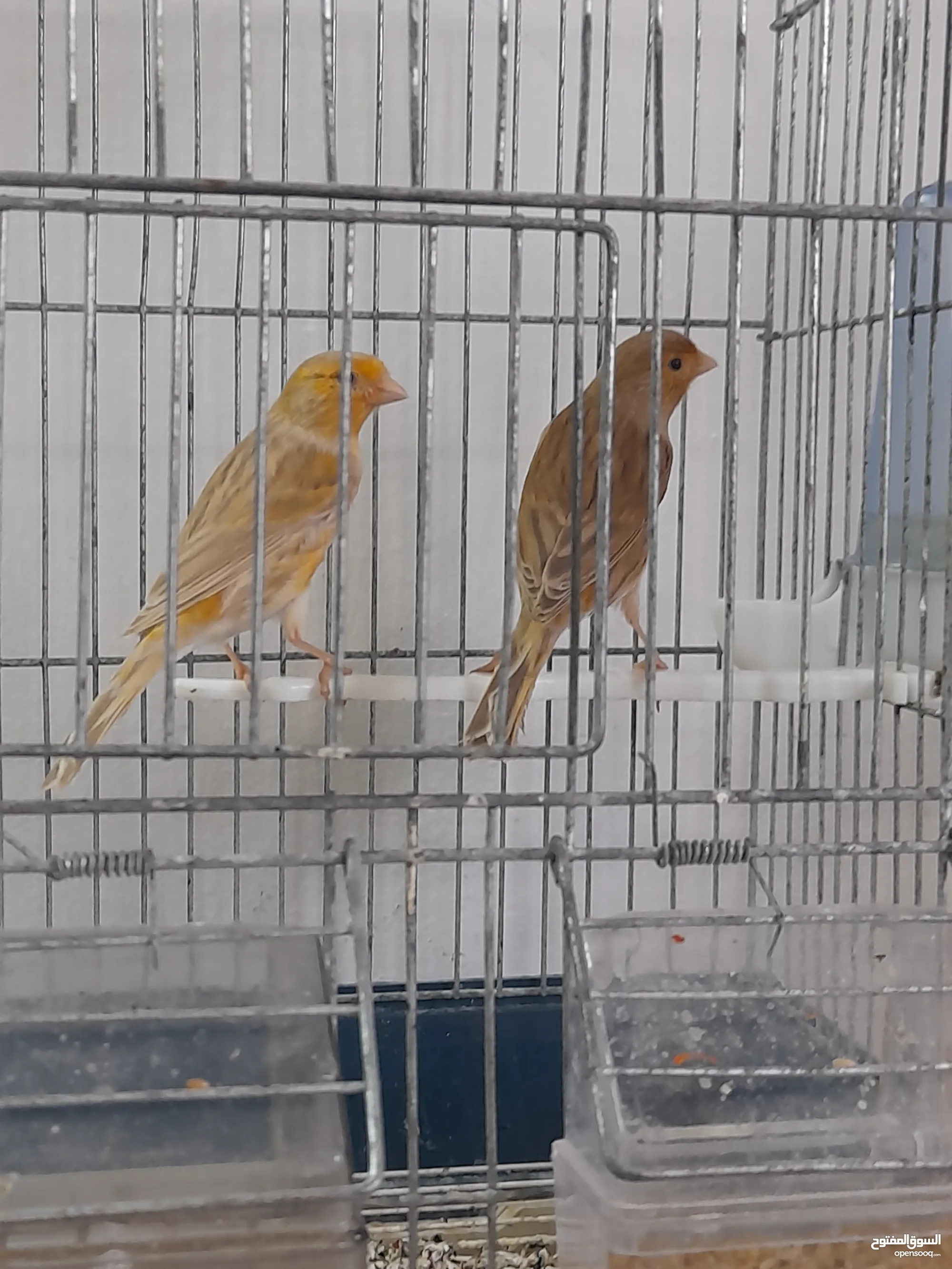 بسم الله ماشاء الله انثى مشمشي وانثى بصلي بنات بناديق بالوصف ...