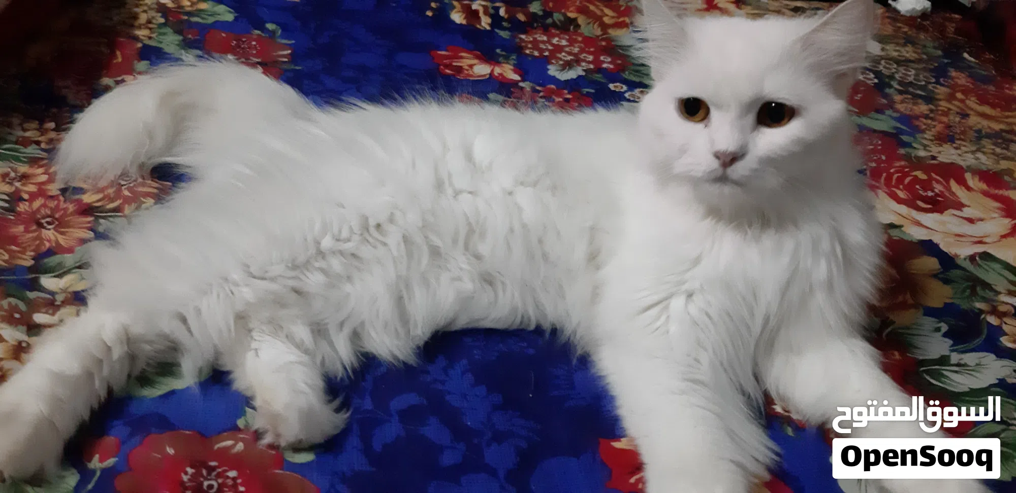 sherazi cats each one 5ro - (264165595) | السوق المفتوح