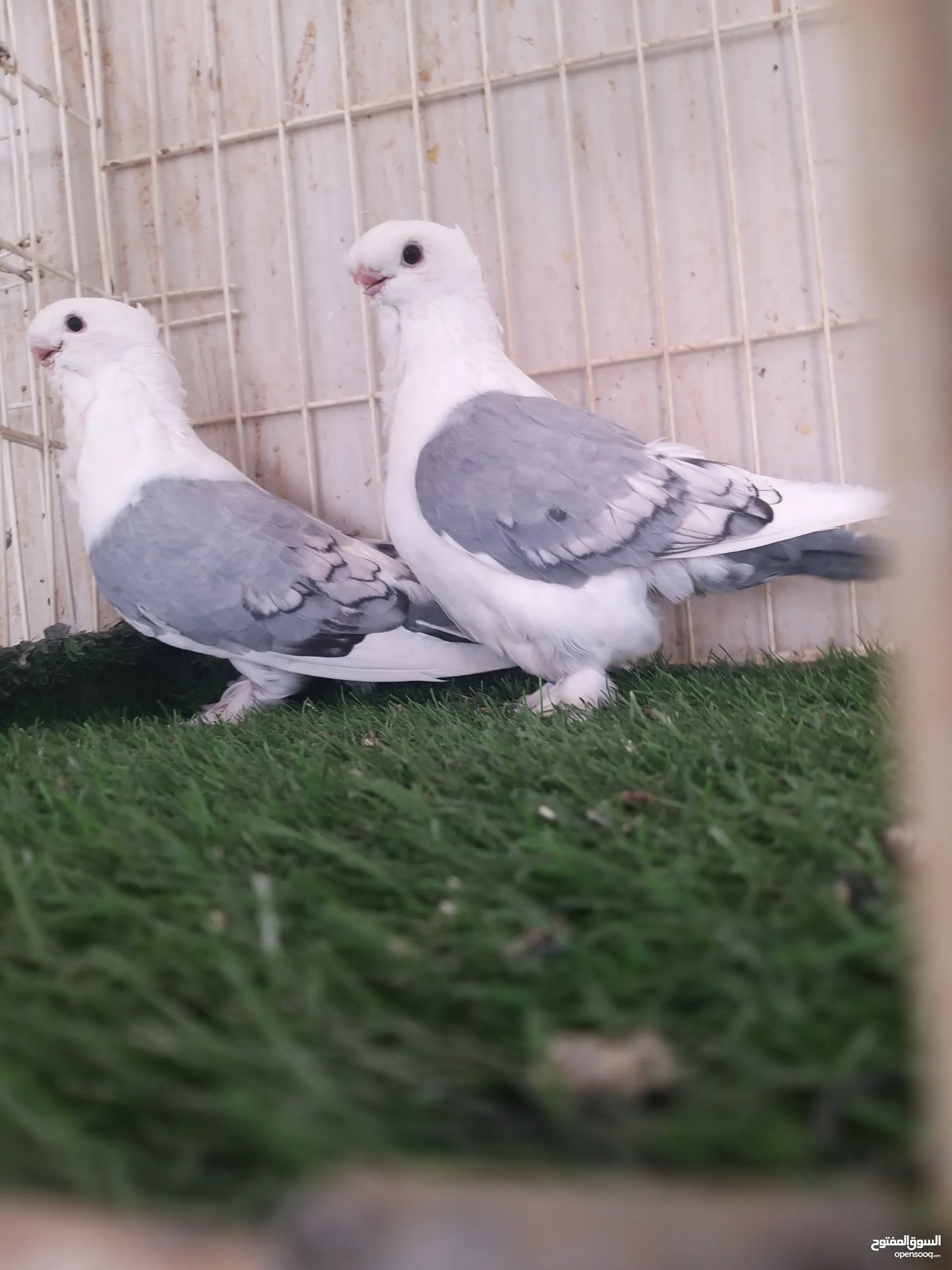 حب رمان ستنايت : حمام : الداخلية سمائل (264048069)