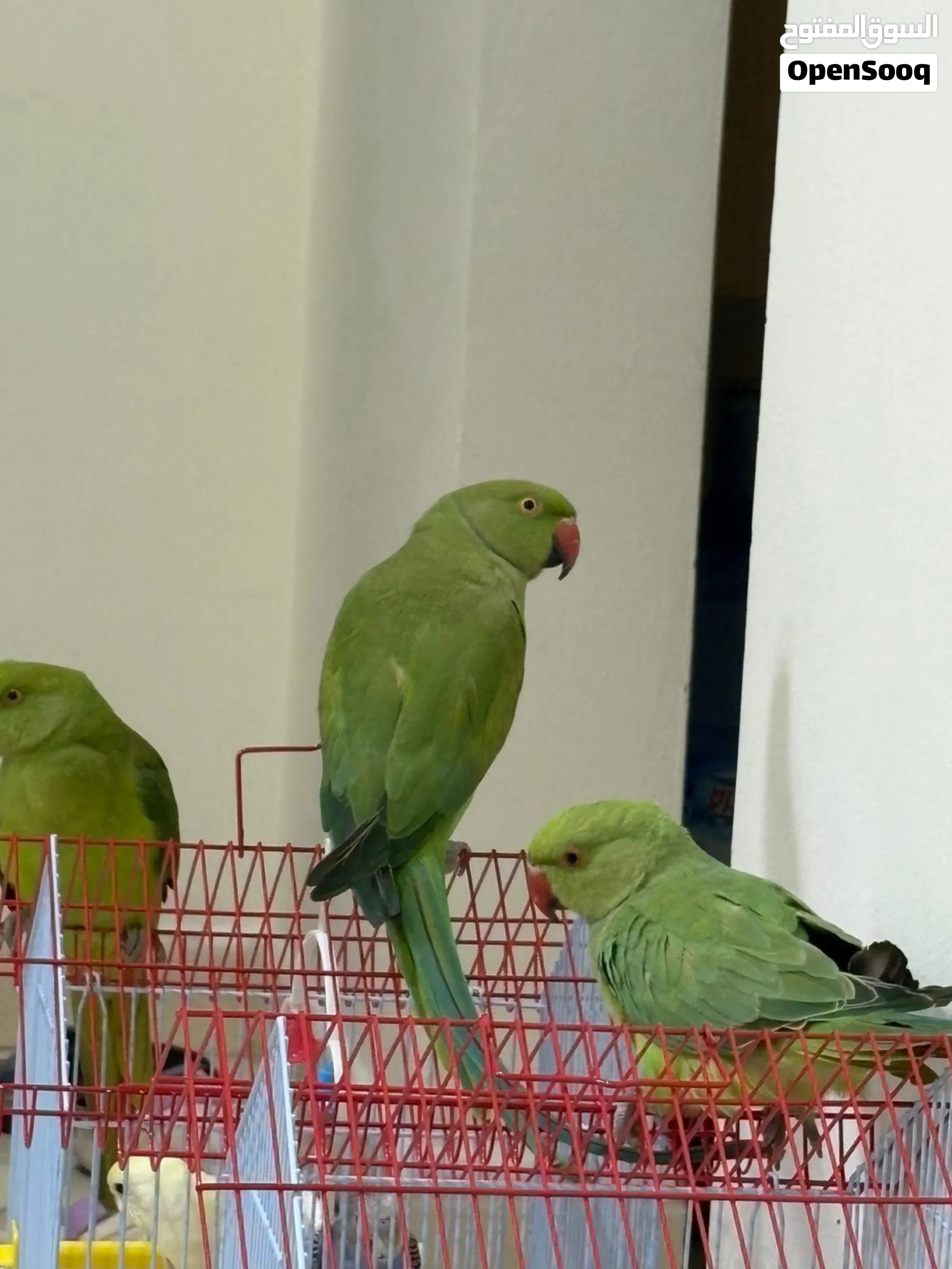Indian ringneck parrot pair - (271402965) | السوق المفتوح