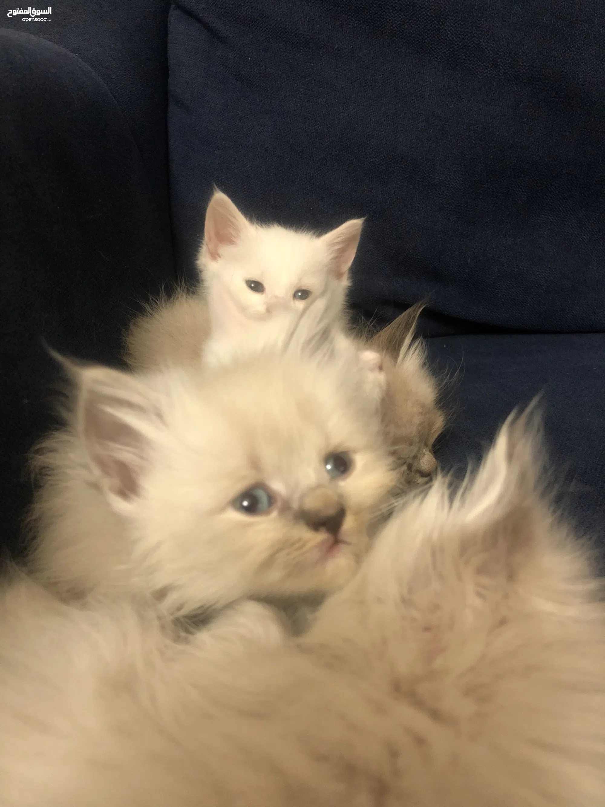 Ragdoll, and Turkish kittens for sale - (250796733) | السوق المفتوح