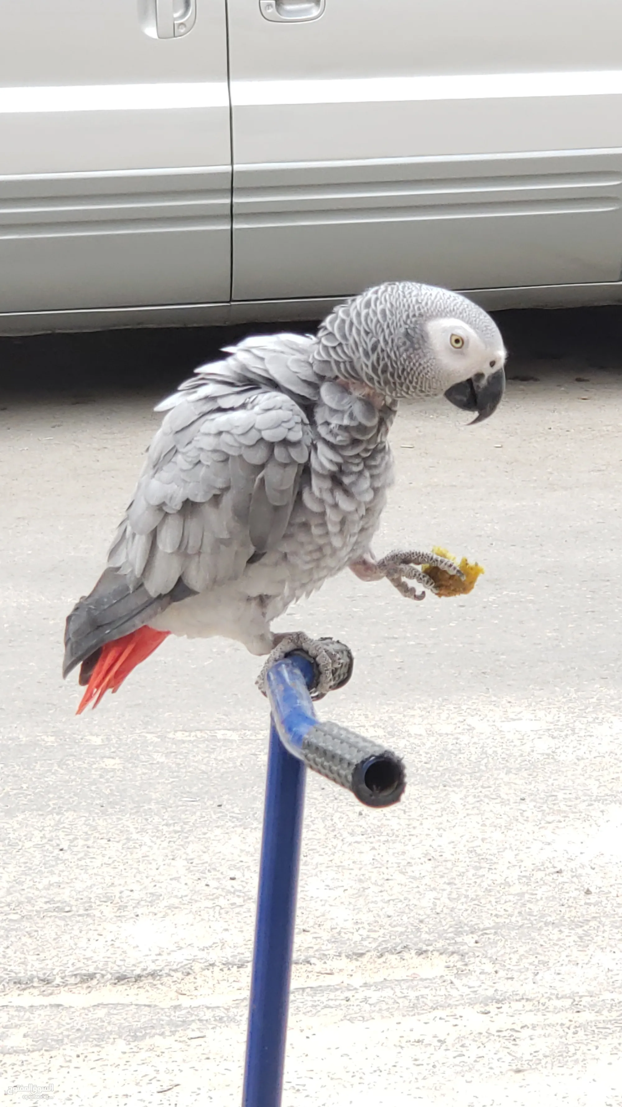 Casco parrots, male and female, over 11 years old, for sale or exchange ...