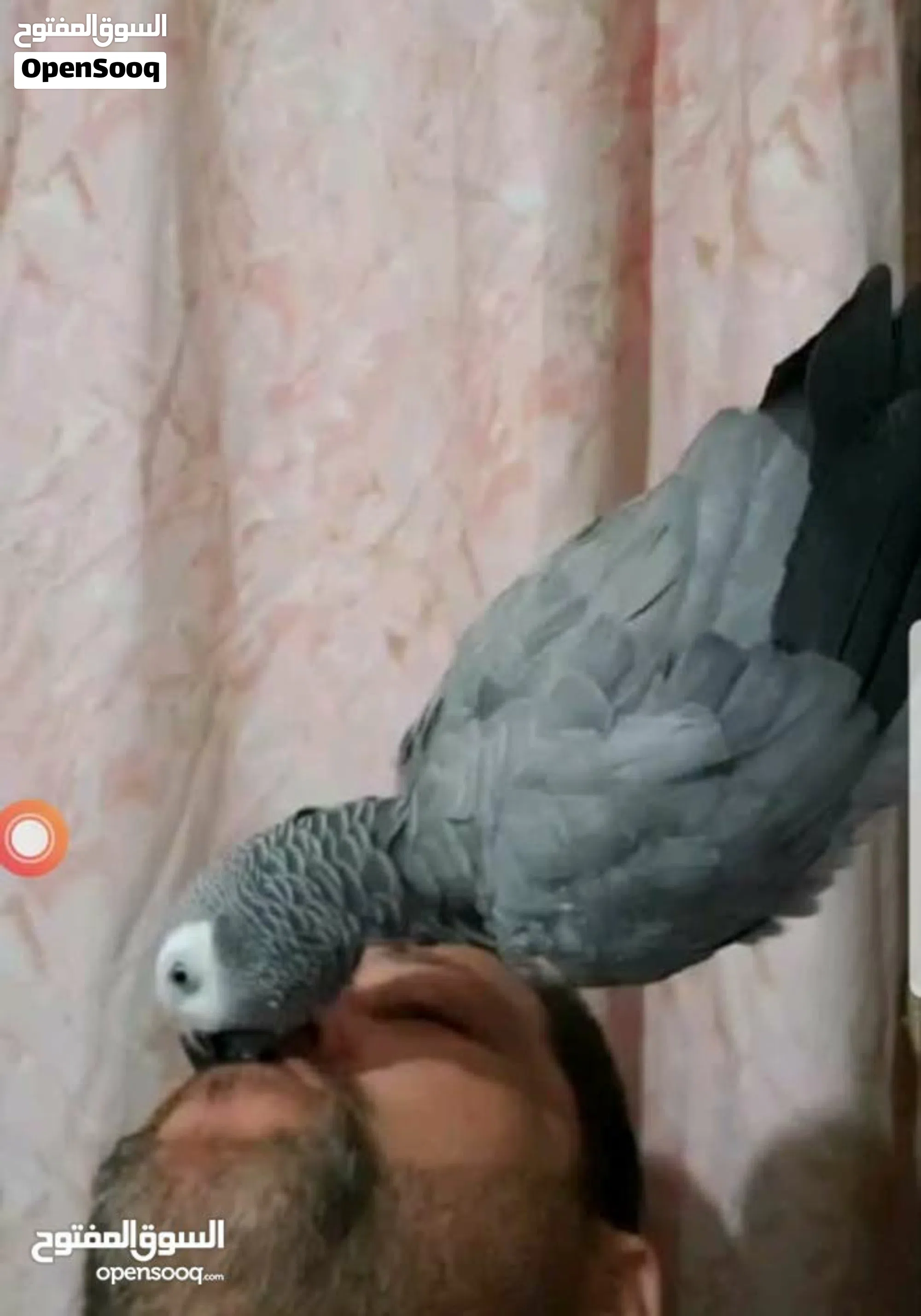 Casco parrots, male and female, over 11 years old, for sale or exchange ...