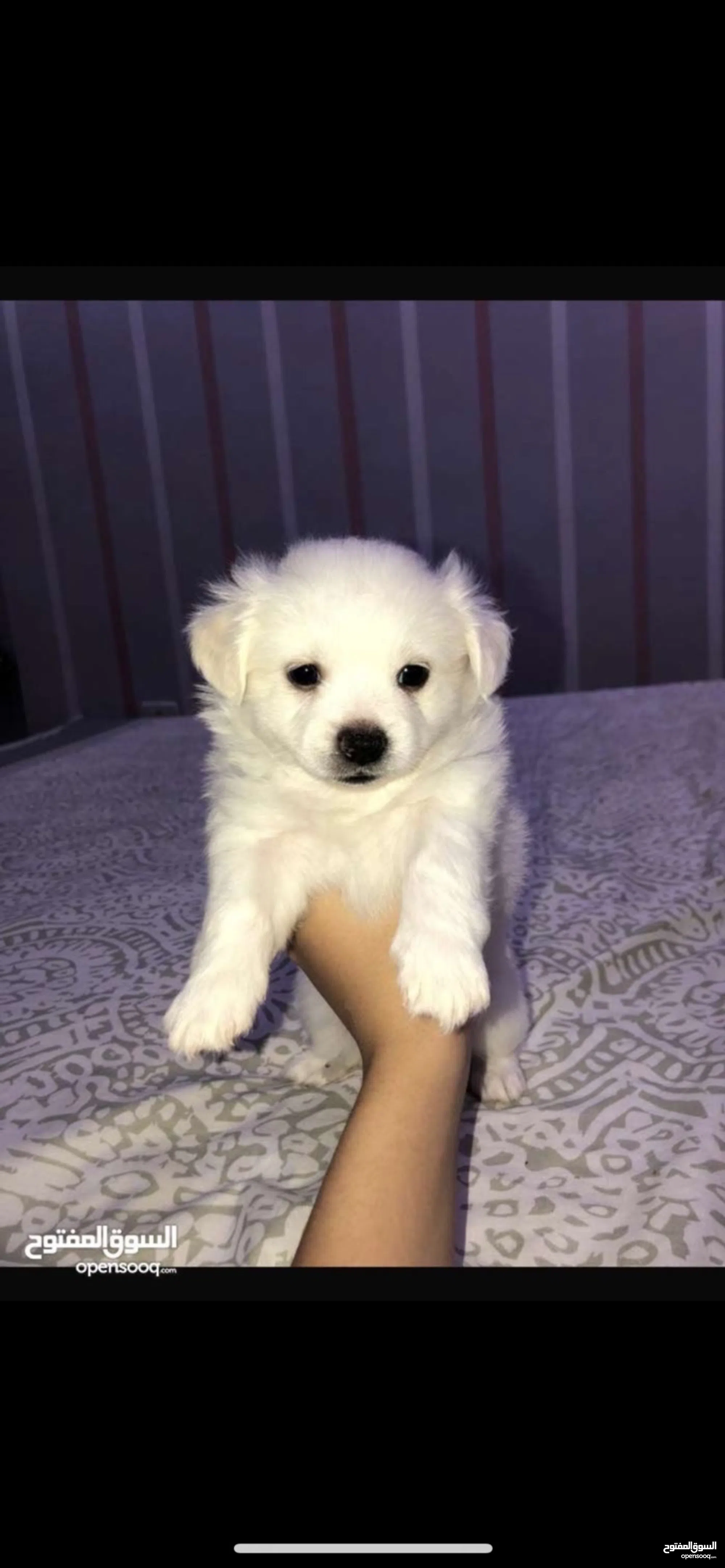 Pure mini griffon for sale - (266662369) | السوق المفتوح