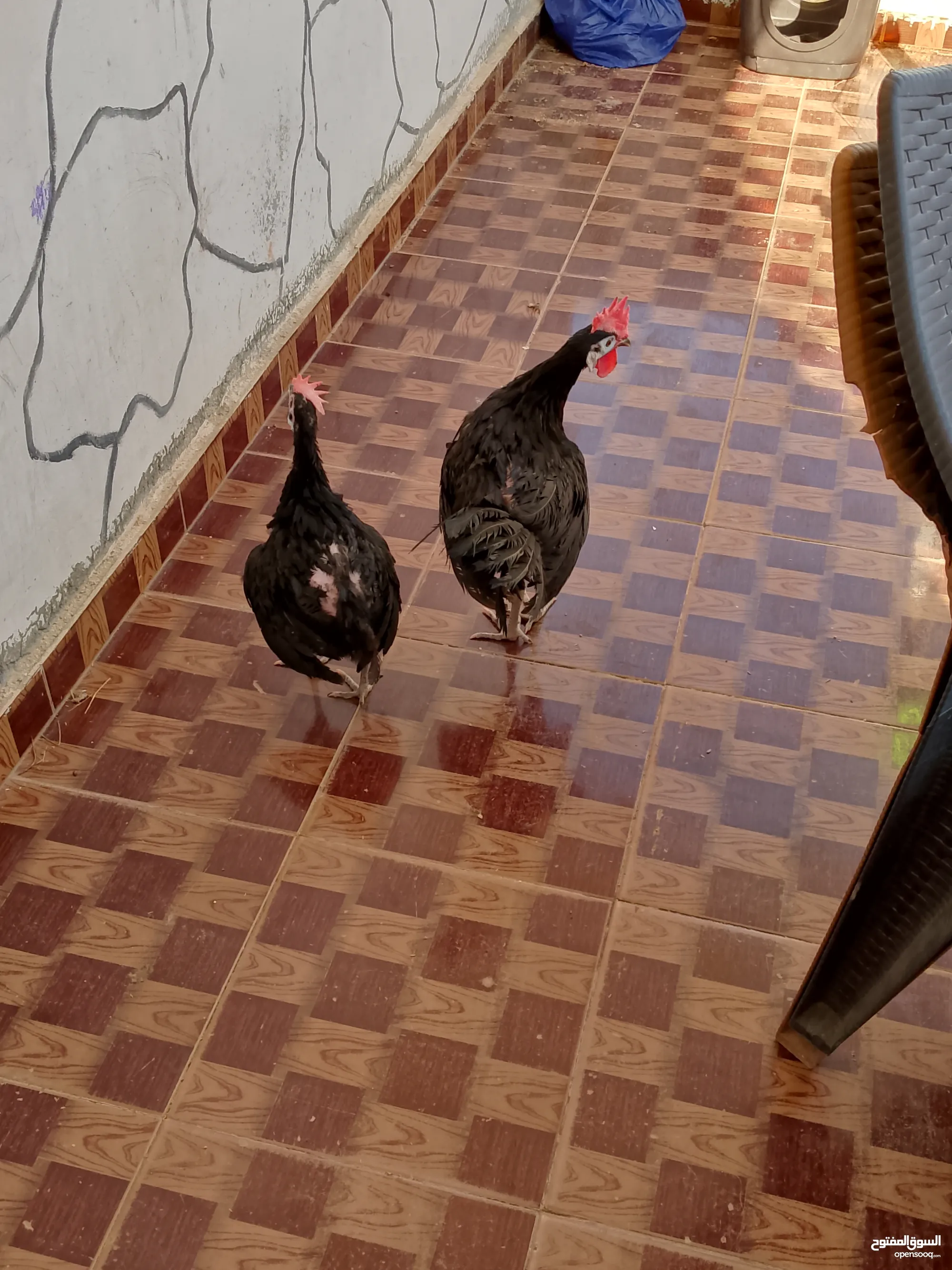 جاج المهرج الاسبان : دجاج : مادبا لب (250986849)