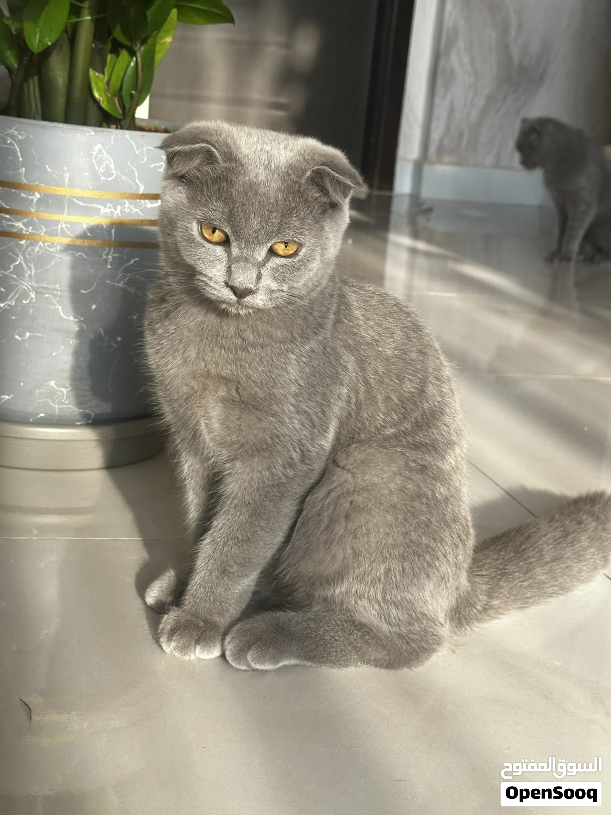Pure scottish fold male - (272818483) | السوق المفتوح