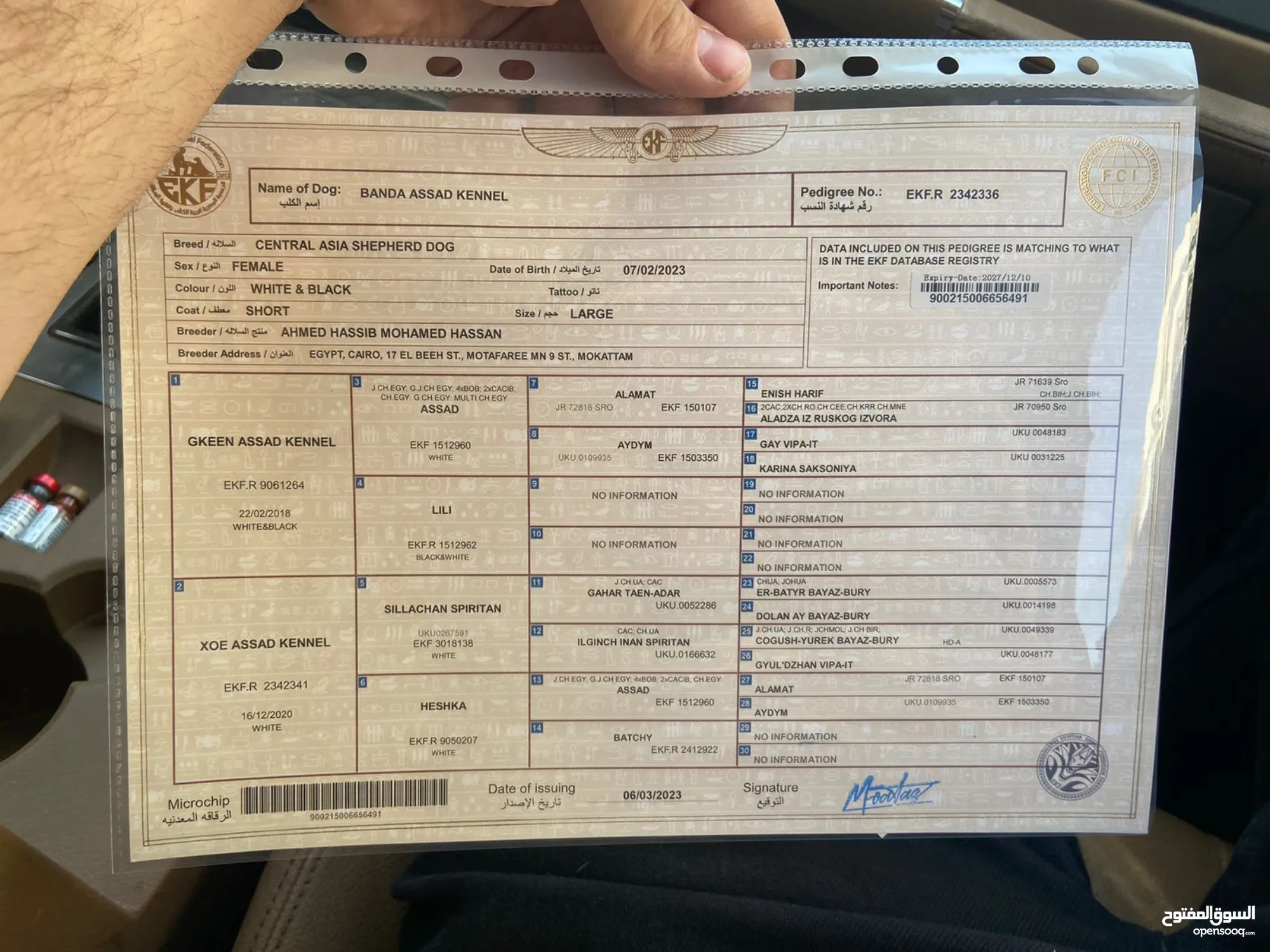 Central Asia shepherd dog /Albay - (252035185) | السوق المفتوح