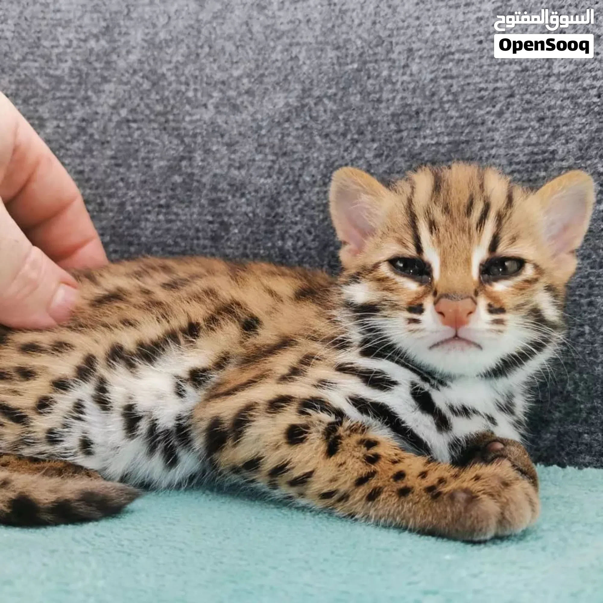 Lovely Ocelot Cats, Male And Females - (244120927) | السوق المفتوح