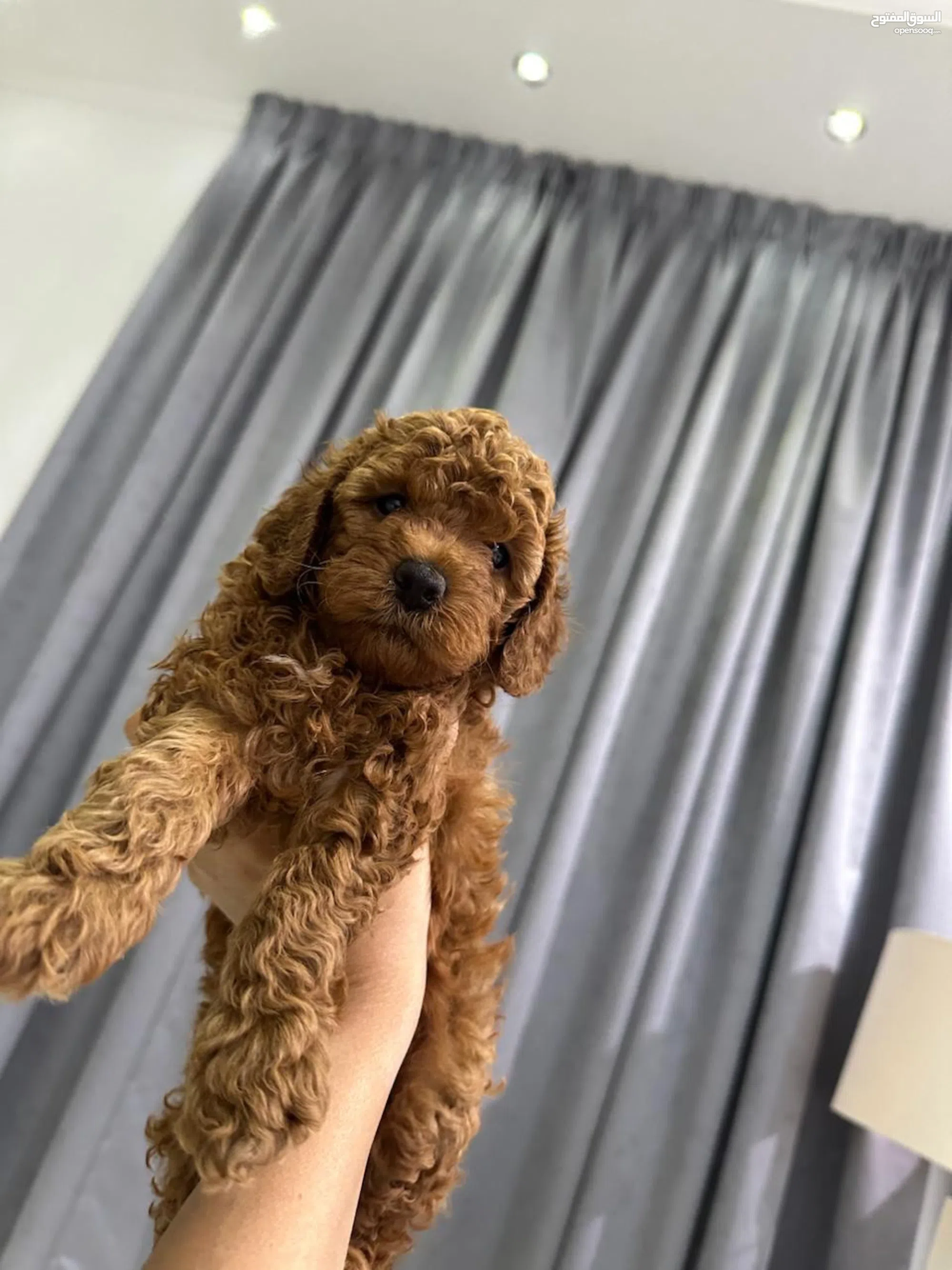 Toy poodle pure 30 days available now - (264588051) | السوق المفتوح